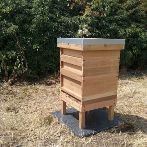 Jaguars and Bees spotted on |Campus – Grounds Department Blog