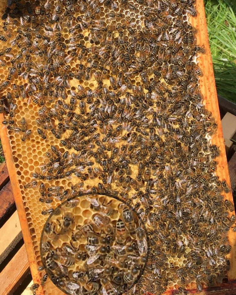 Brunel Bees – Grounds Department Blog