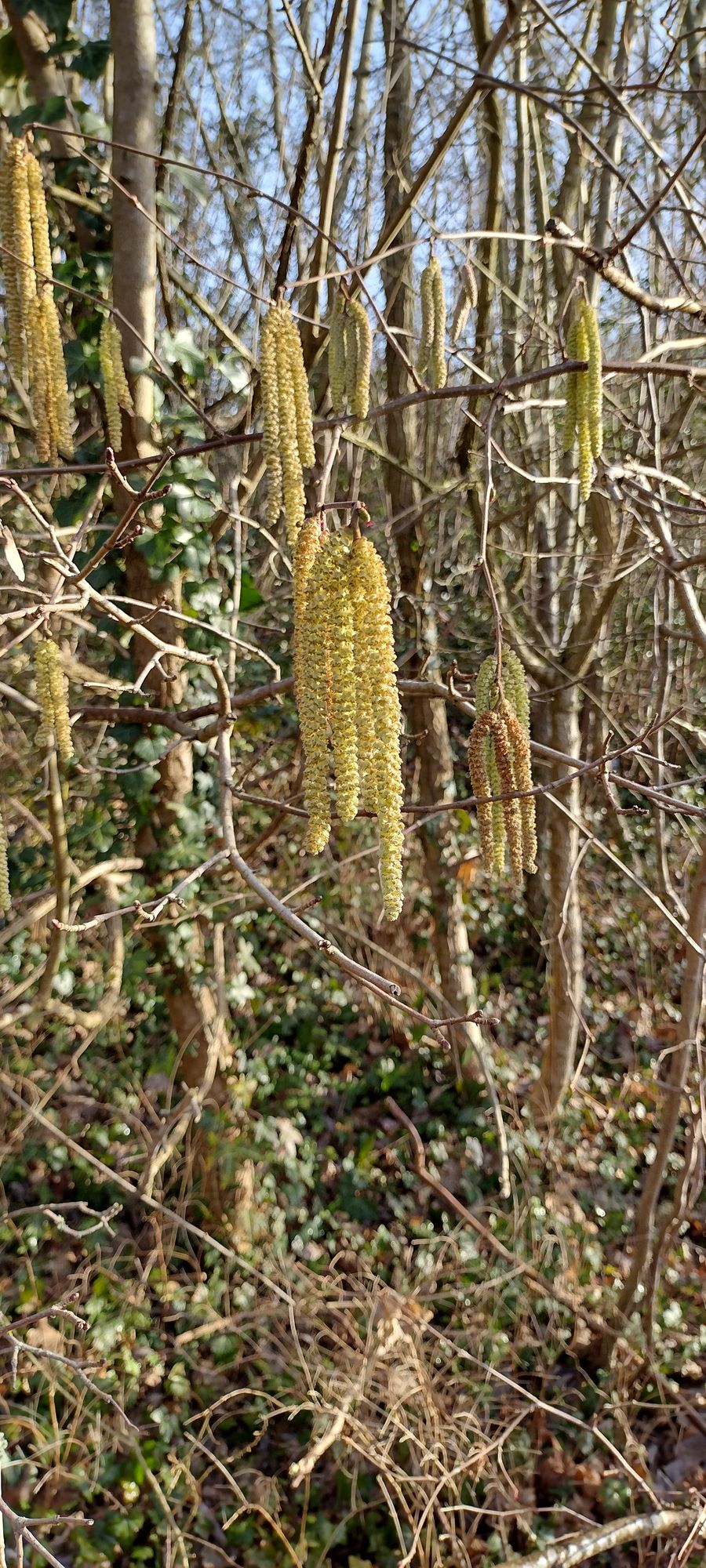 Grounds Department Blog – Evergreen news